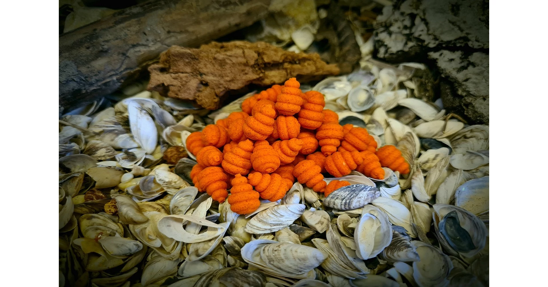 SNAIL MANGO WAFTERS - 15gr - BalatonBaits - BalatonBaits webáruház